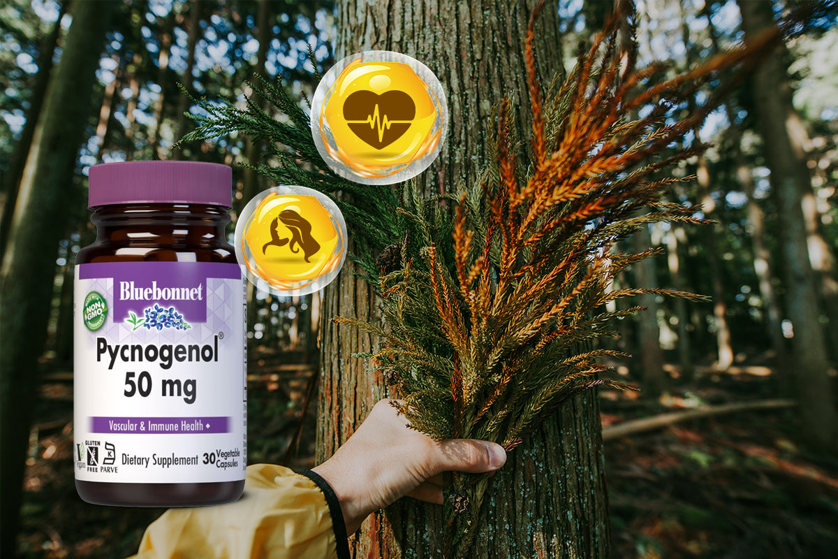 What Is Pycnogenol? Key Benefits and Uses | DailyVita