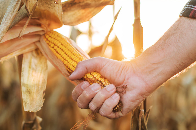 What Nutrients Are in Corn? A Complete Nutritional Breakdown | DailyVita